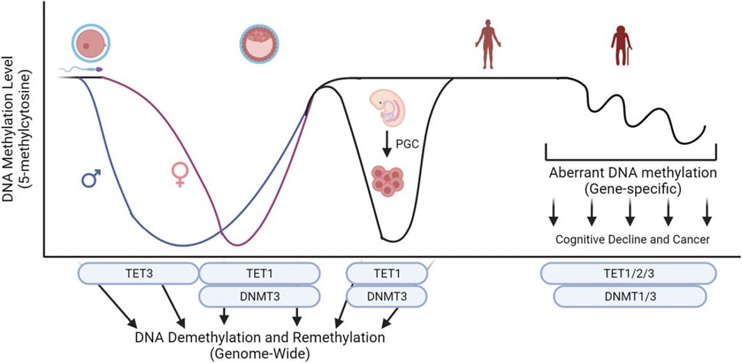 Developmental and Reproductive Epigenetics